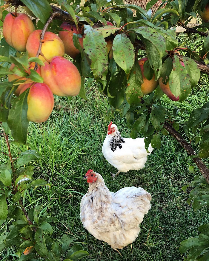 Tax Incentives for Chicken Rearing in Closed House System – CCS